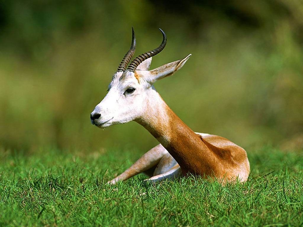 FONT ECRAN ANIMAUX SAUVAGE